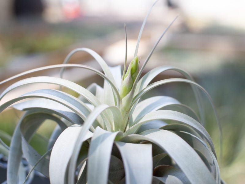 7 Fun Air Plant of the Month Clubs | Food For Net