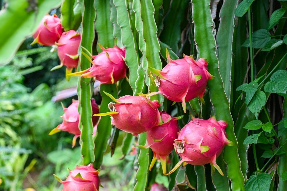 20 Exotic Mexican Fruits That Delight The Senses | Food For Net