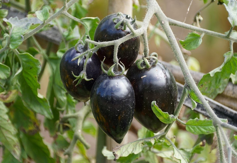 The Best Tomato Varieties For Your Home Garden | Food For Net