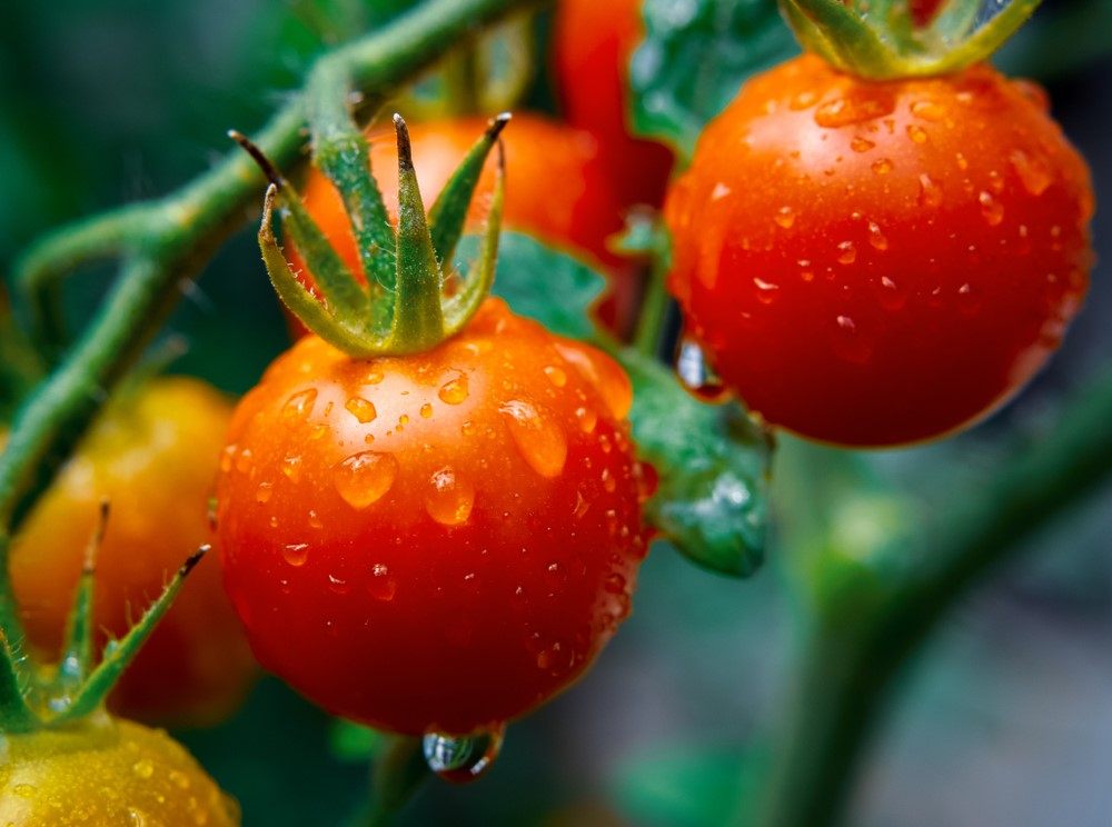 The Best Tomato Varieties For Your Home Garden | Food For Net