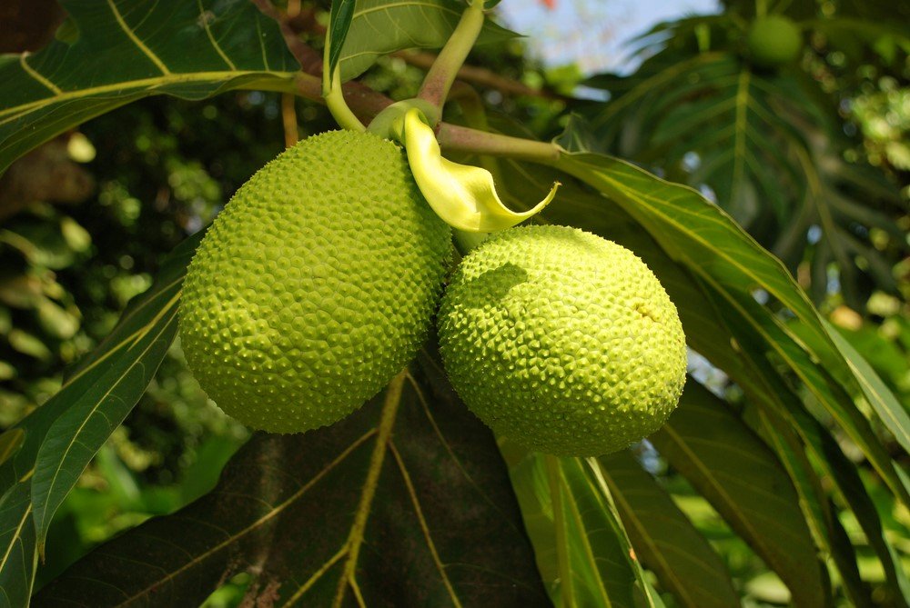 30 Exotic Green Fruits That Will Broaden Your Horizons | Food For Net