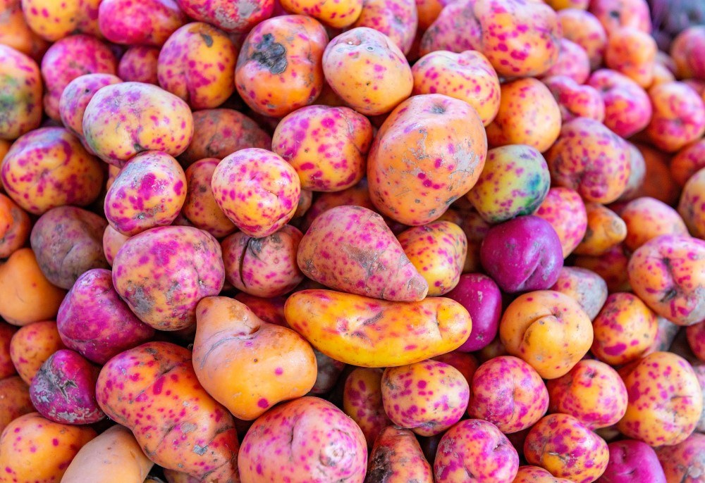 21 Unusual Root Vegetables To Add To Your Meals | Food For Net