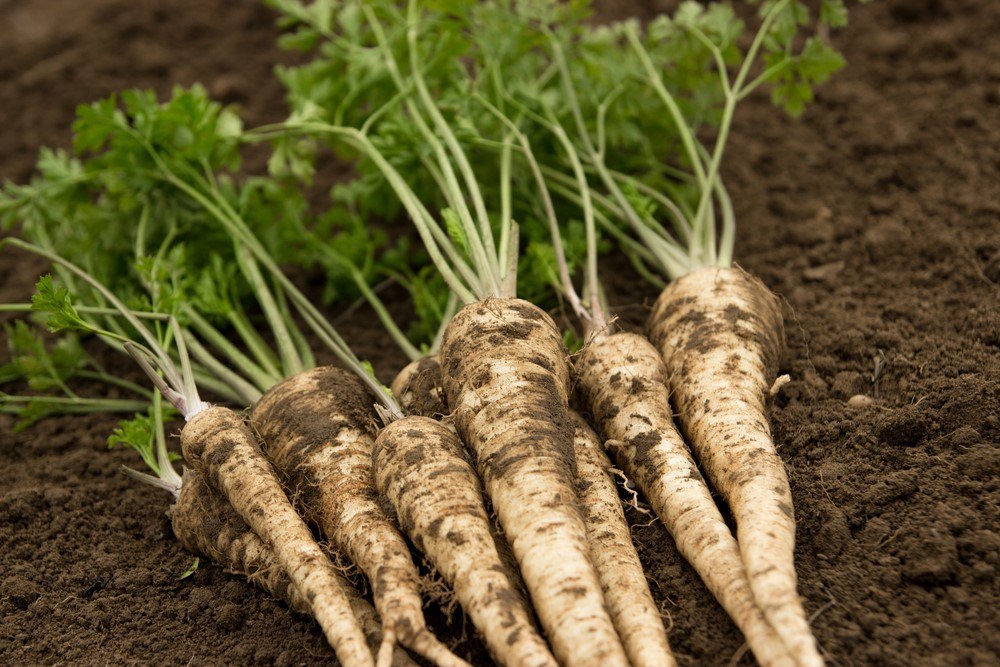 21 Unusual Root Vegetables To Add To Your Meals | Food For Net