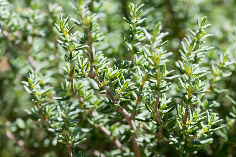 How To Propagate Thyme At Home | Food For Net