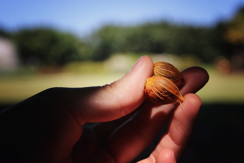 29 Exotic Nuts That You Need To See To Believe | Food For Net