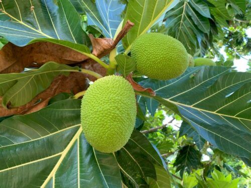 26 Exotic Fruits In Hawaii To Tempt Your Tastebuds | Food For Net