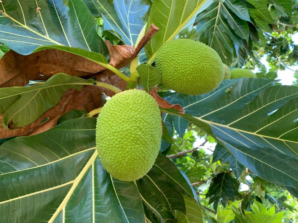 26 Exotic Fruits In Hawaii To Tempt Your Tastebuds | Food For Net