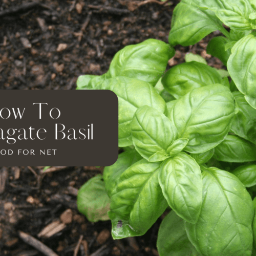How to Propagate Sage from Cuttings: A Beginner’s Guide | Food For Net