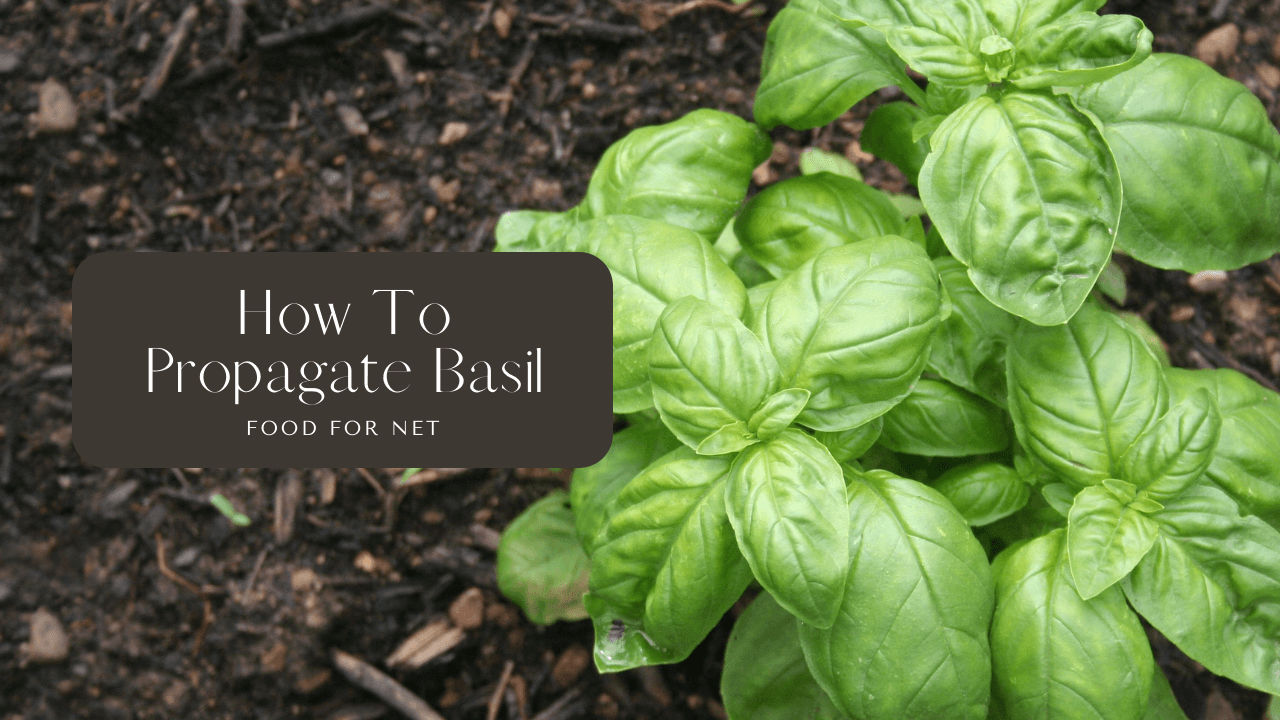 How To Propagate Basil Even Without A Green Thumb | Food For Net
