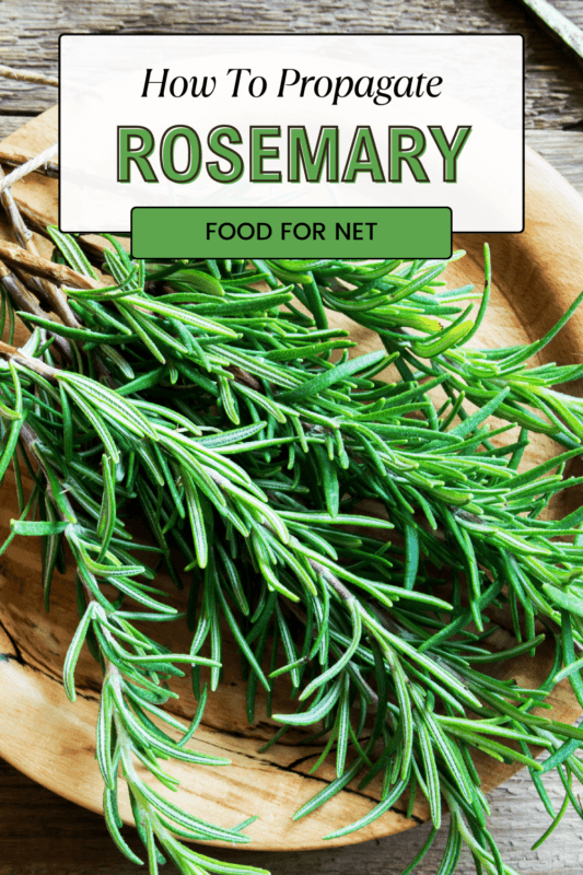 How To Propagate Rosemary From Cuttings | Food For Net