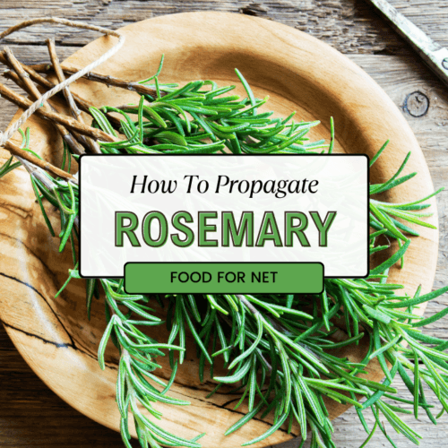 How To Use Dried Rosemary | Food For Net