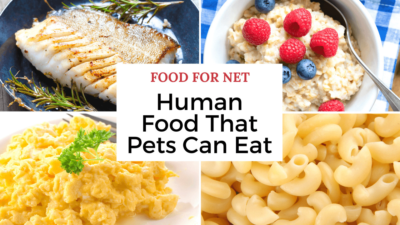 Human Food That Your Pets Can Eat | Food For Net