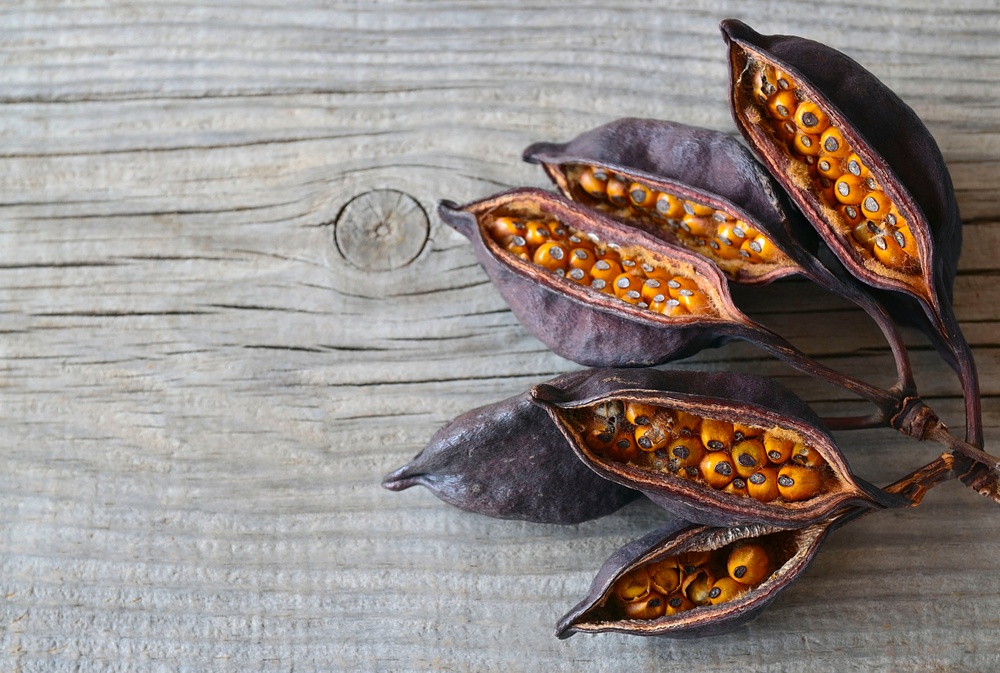 29 Exotic Nuts That You Need To See To Believe | Food For Net