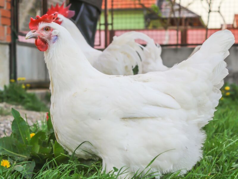 22 Best Meat Chickens You Can Raise Yourself | Food For Net