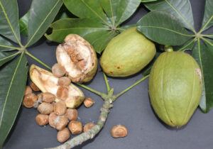 29 Exotic Nuts That You Need To See To Believe | Food For Net