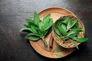 How to Propagate Sage from Cuttings: A Beginner’s Guide | Food For Net