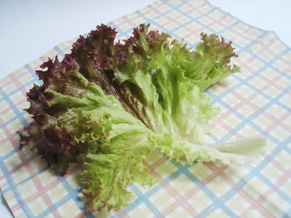 31 Types of Lettuce to Freshen Up Your Salad Game | Food For Net