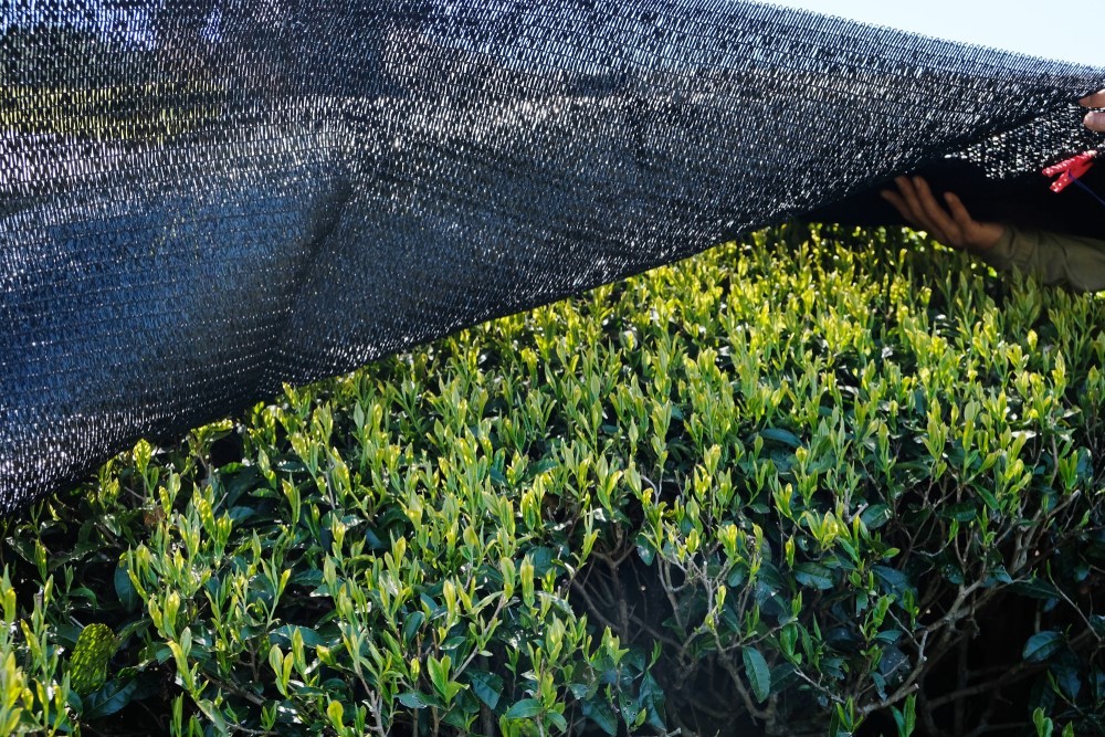 Is Matcha Good For You? | Food For Net