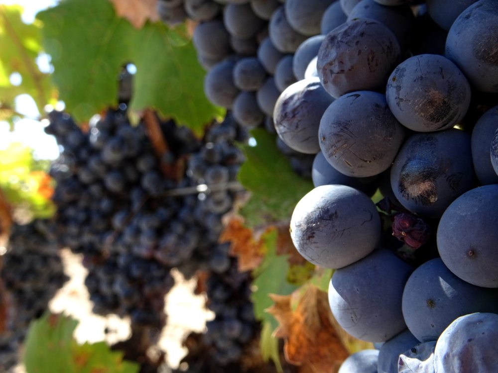 Red Wine Varietal List | Food For Net