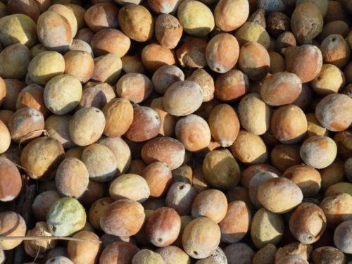 29 Exotic Nuts That You Need To See To Believe | Food For Net