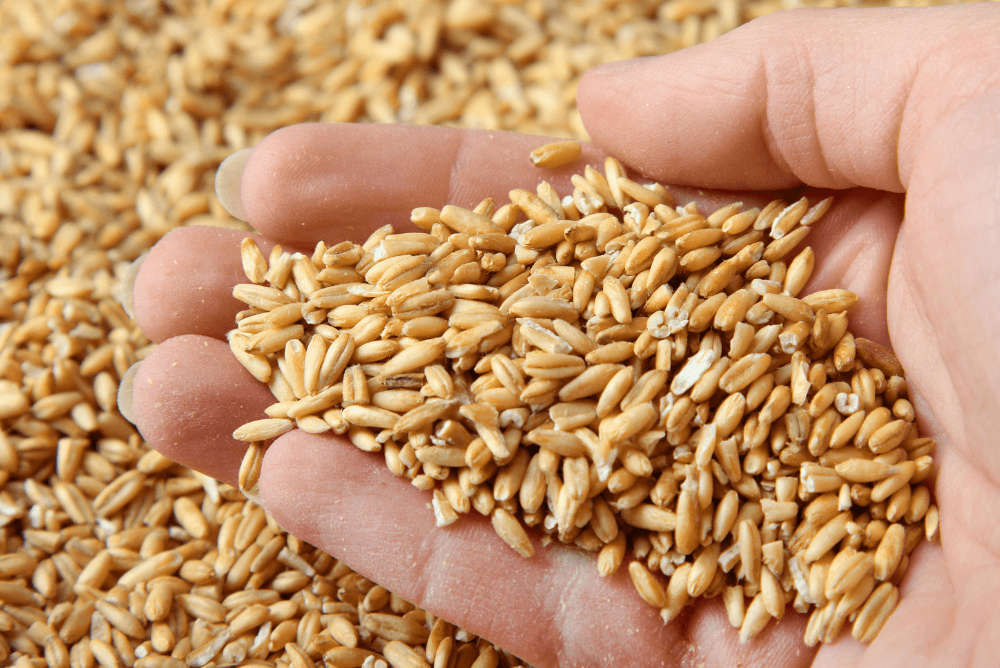 Can You Eat Raw Oats? | Food For Net