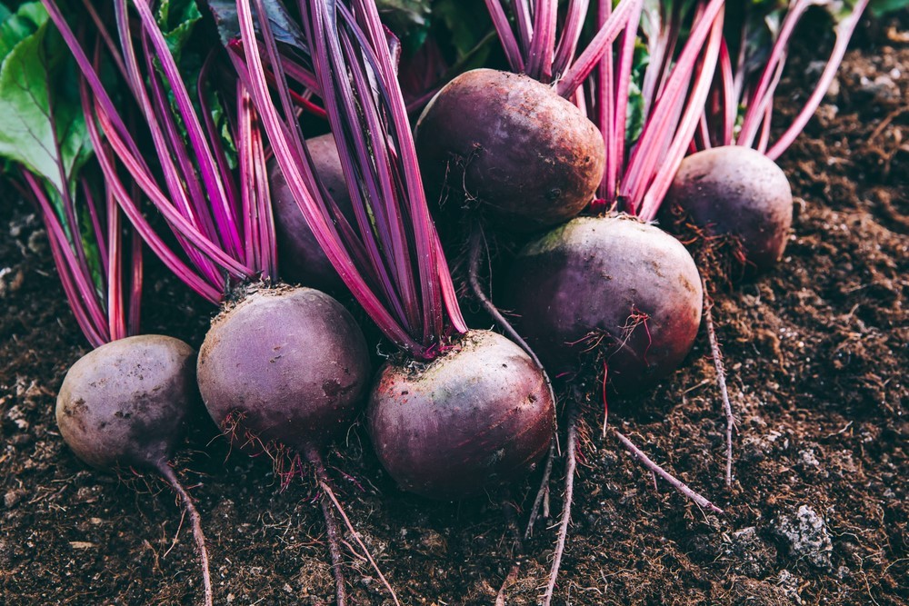 26 Stunning Purple Vegetables To Make Your Plate Come Alive | Food For Net