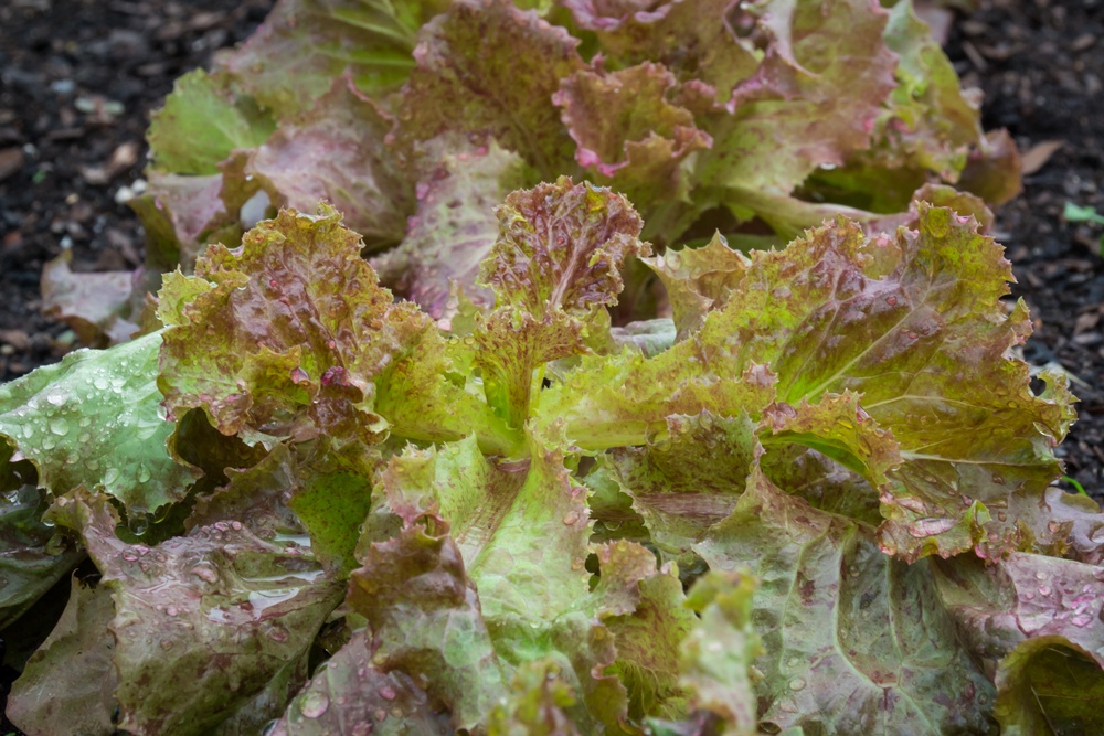 31 Types of Lettuce to Freshen Up Your Salad Game | Food For Net