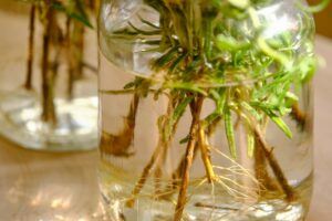 How To Propagate Rosemary From Cuttings | Food For Net