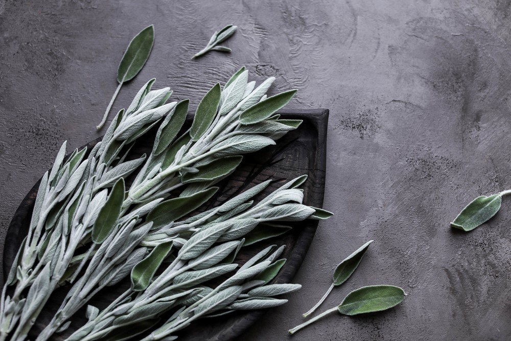 How to Propagate Sage from Cuttings: A Beginner’s Guide | Food For Net