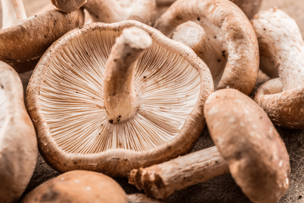 19 Types Of Mushrooms You Can Enjoy At Home | Food For Net