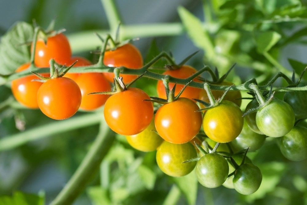 The Best Tomato Varieties For Your Home Garden | Food For Net