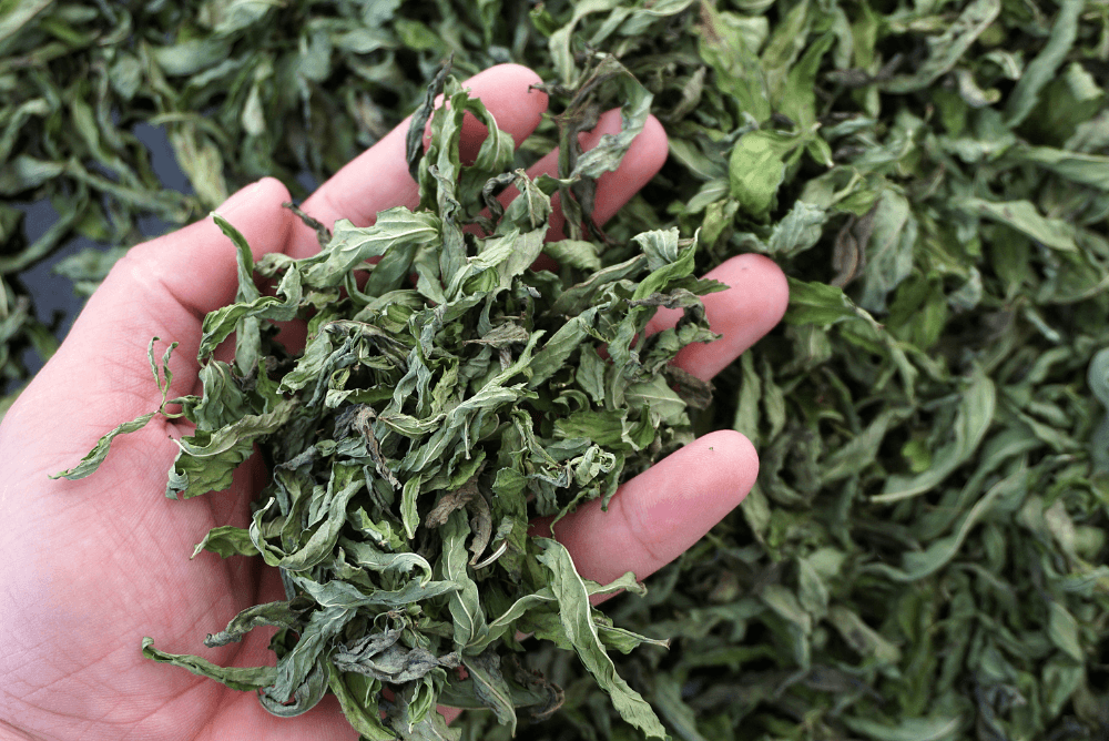 How To Use Dried Mint | Food For Net