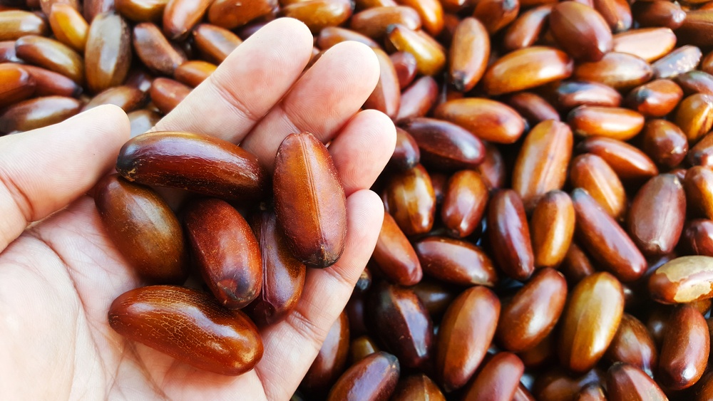 29 Exotic Nuts That You Need To See To Believe | Food For Net