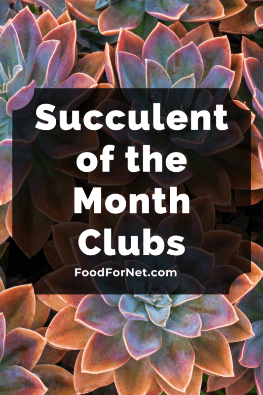 7 Succulent of the Month Clubs + Gift Boxes | Food For Net