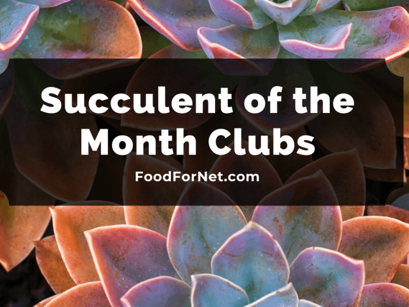 Top 8 Fragrant Flower of the Month Clubs | Food For Net