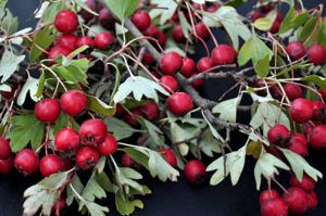 60 Types Of Berries From Around The World | Food For Net