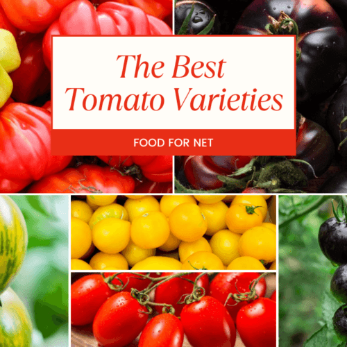 7 Types of Tomatoes and What to Do with Them | Food For Net