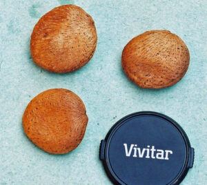 29 Exotic Nuts That You Need To See To Believe | Food For Net