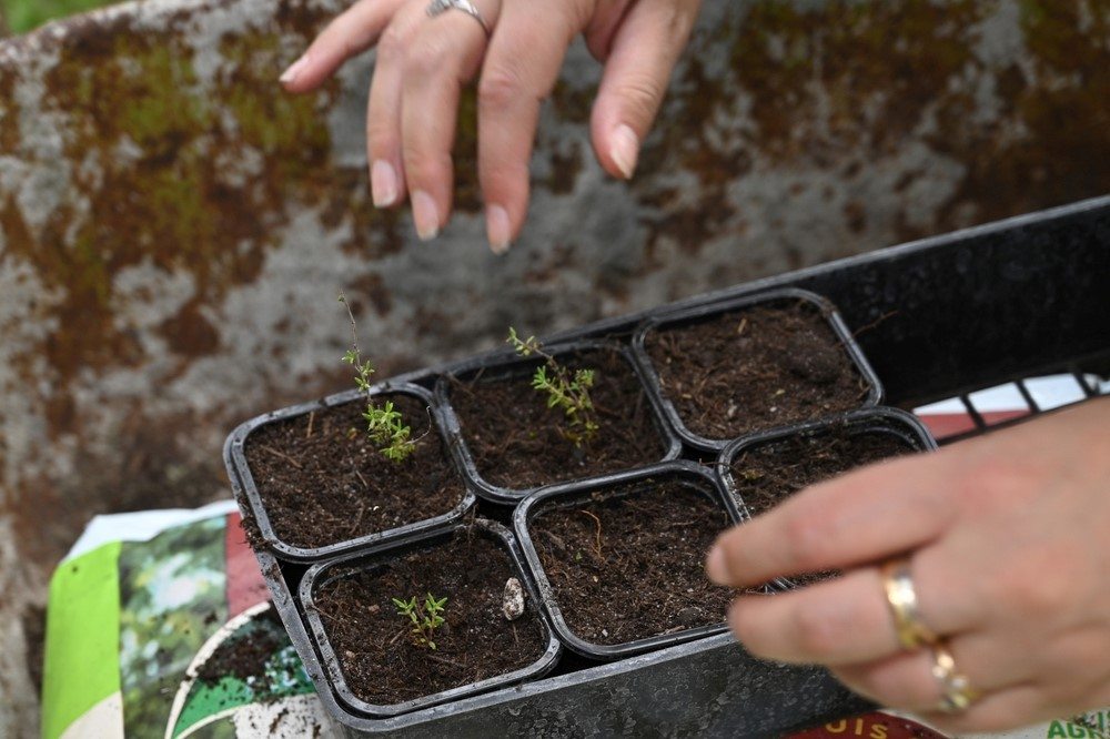 How To Propagate Thyme At Home | Food For Net