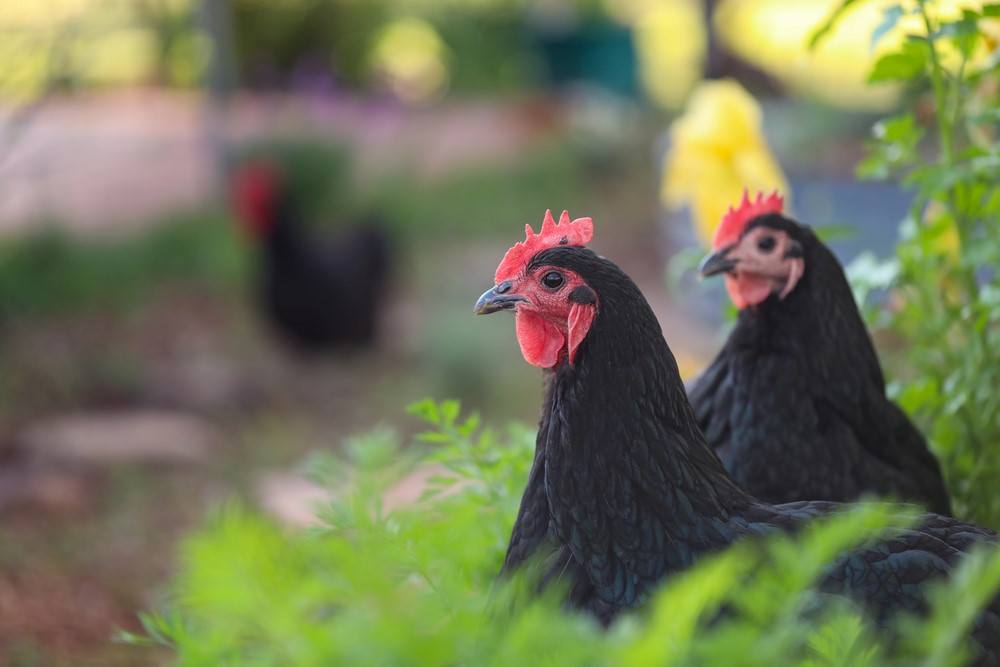 14 Best Laying Hens For Your Backyard Or Homestead | Food For Net