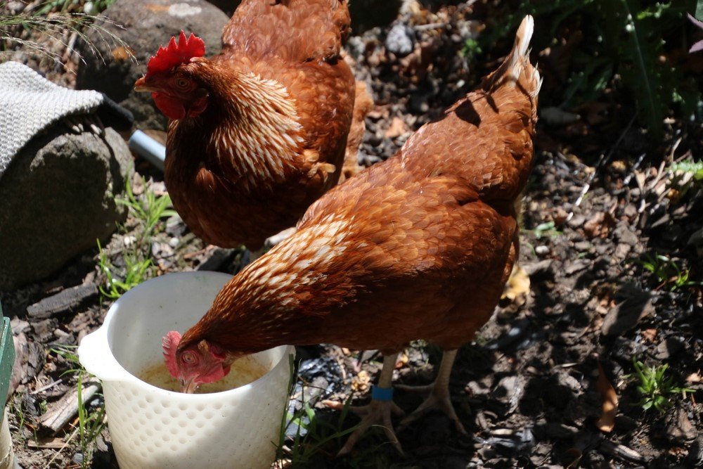 22 Best Meat Chickens You Can Raise Yourself | Food For Net