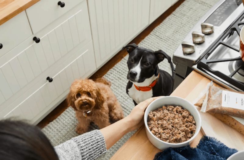 7 Dog Food Subscription Boxes Perfect For Your Pup! | Food For Net