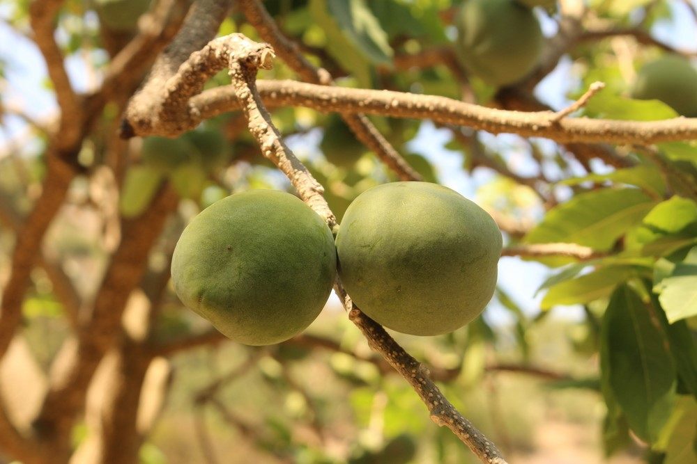 20 Exotic Mexican Fruits That Delight The Senses | Food For Net
