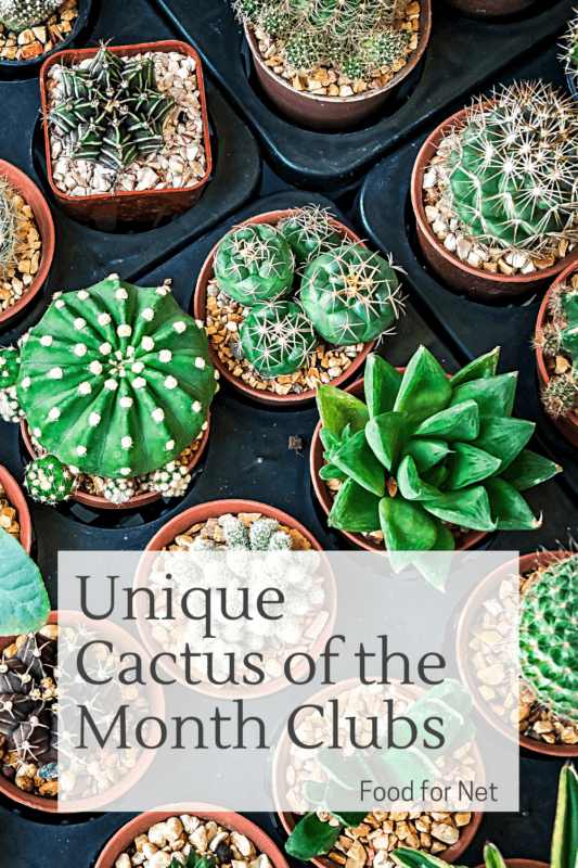 Unique Cactus of the Month Clubs+Cacti Gifts | Food For Net
