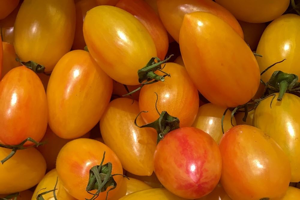 The Best Tomato Varieties For Your Home Garden | Food For Net