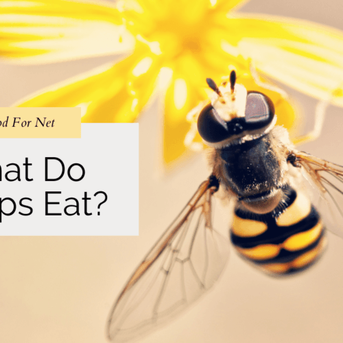 19 Foods That Make You Taller | Food For Net