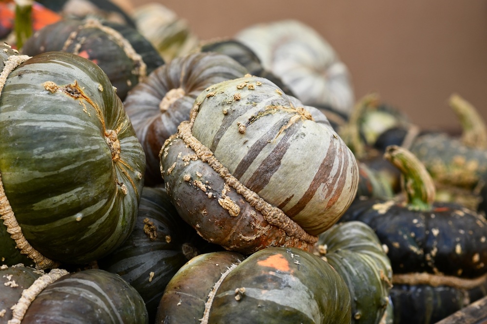 10 Types of Italian Vegetables Plus Italian Vegetable Dishes to Try ...