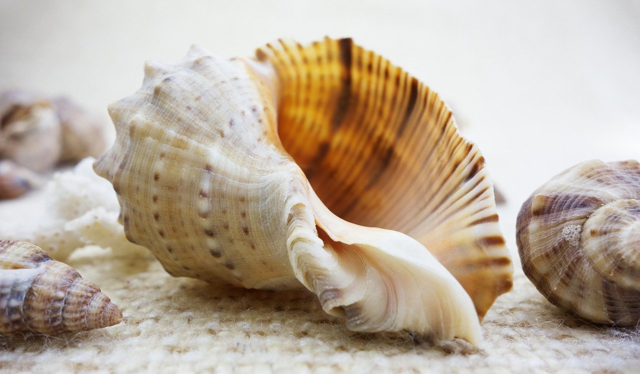 Buy Fresh Conch Online From These 8 Websites | Food For Net