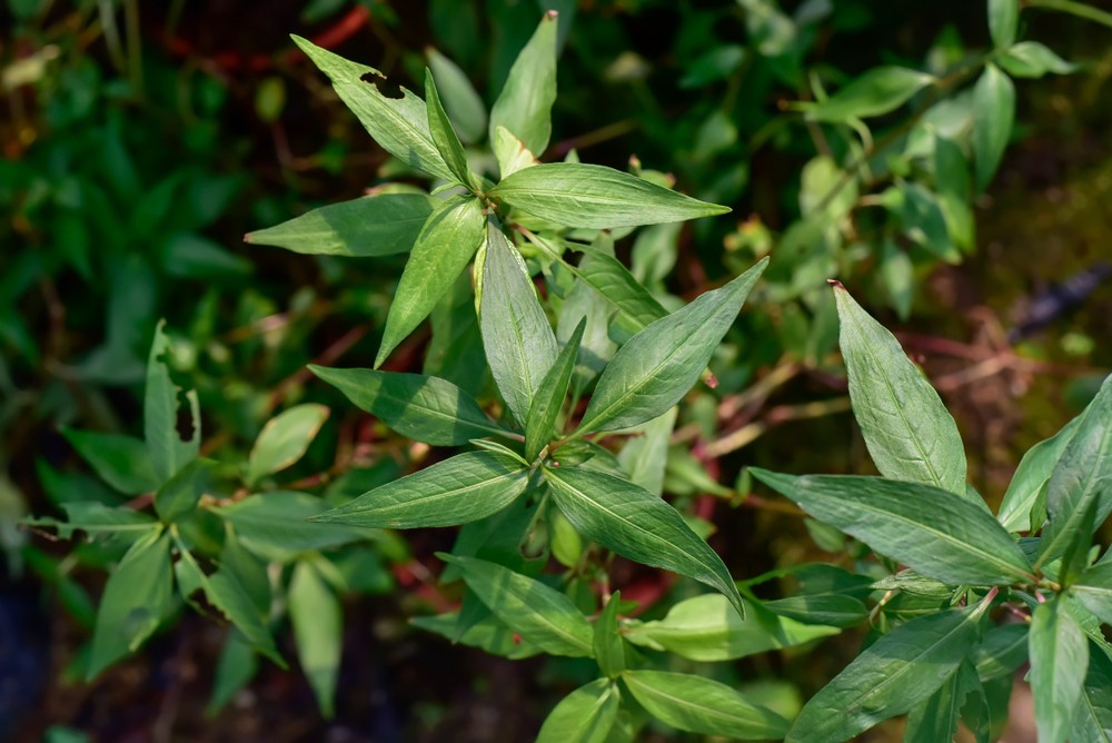 13 Types of Asian Vegetables with Five Asian Vegetable Dishes to Try ...