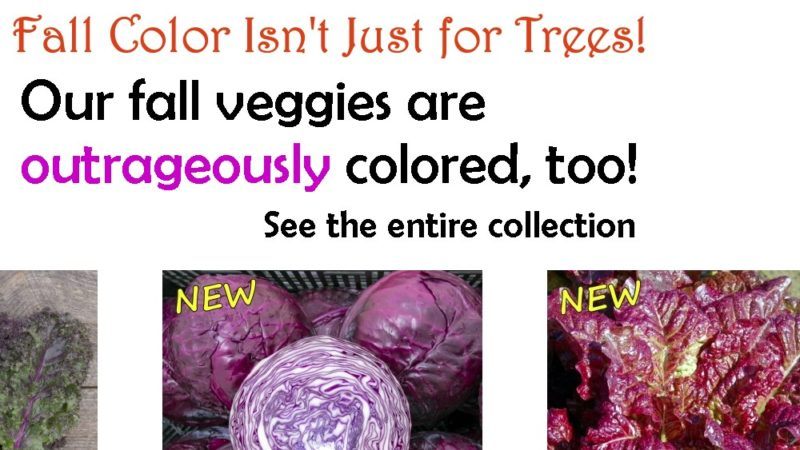 Buy Fresh Herbs Online From These 11 Websites | Food For Net